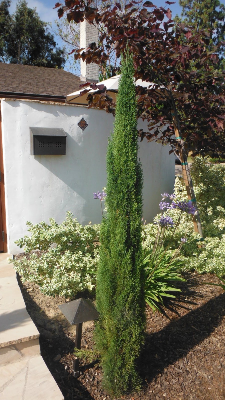 The 2 Minute Gardener: Photo - Tiny Tower Juniper (Cupressus ...