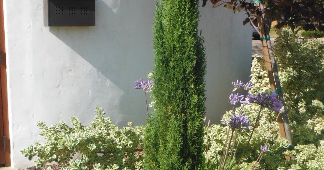 The 2 Minute Gardener: Photo - Tiny Tower Juniper (Cupressus ...