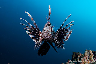 Similan Diving Safaris