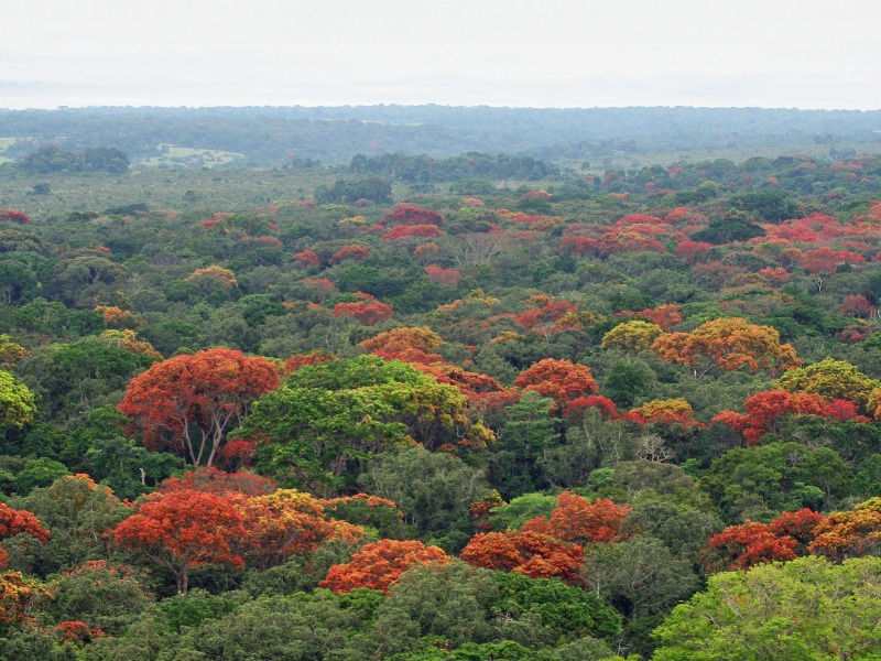 El Cubano: Un Fonds bleu pour protéger la forêt du Bassin du Congo