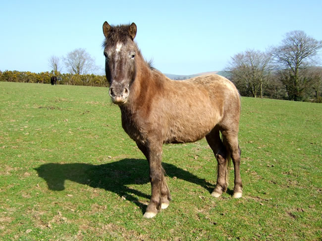 American Irish: Adoptable Irish Horses