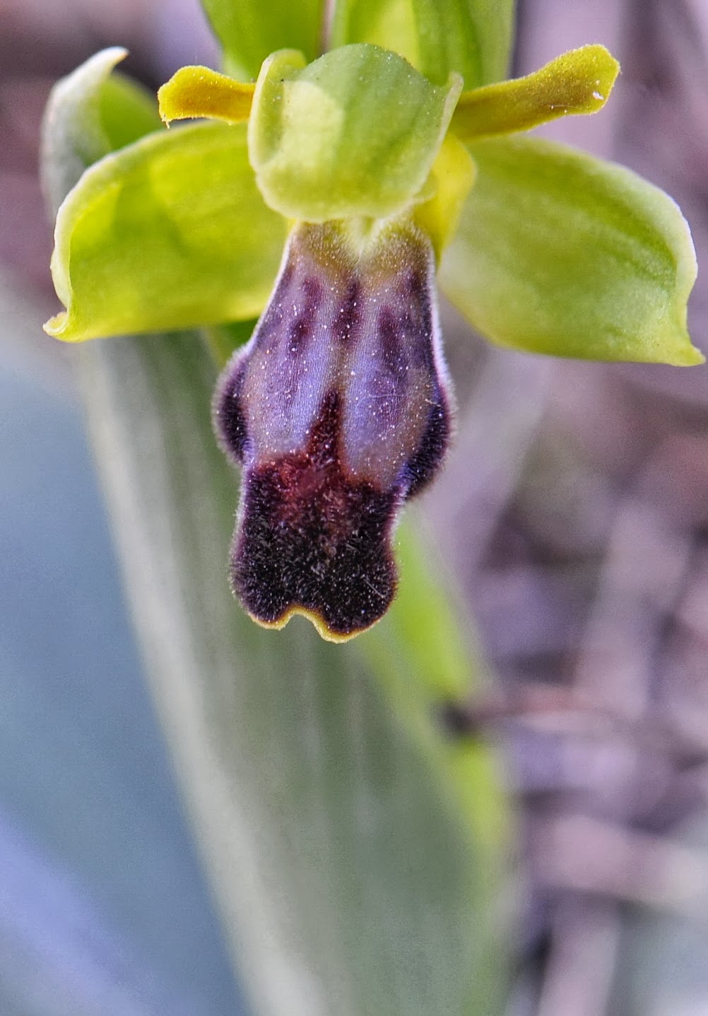 NaturalezaVaria: Ophrys gr fusca.