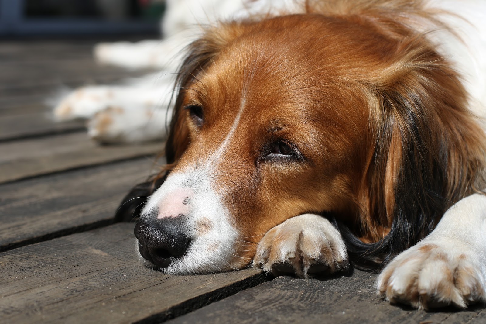 PsieLobby: Kookier Psy