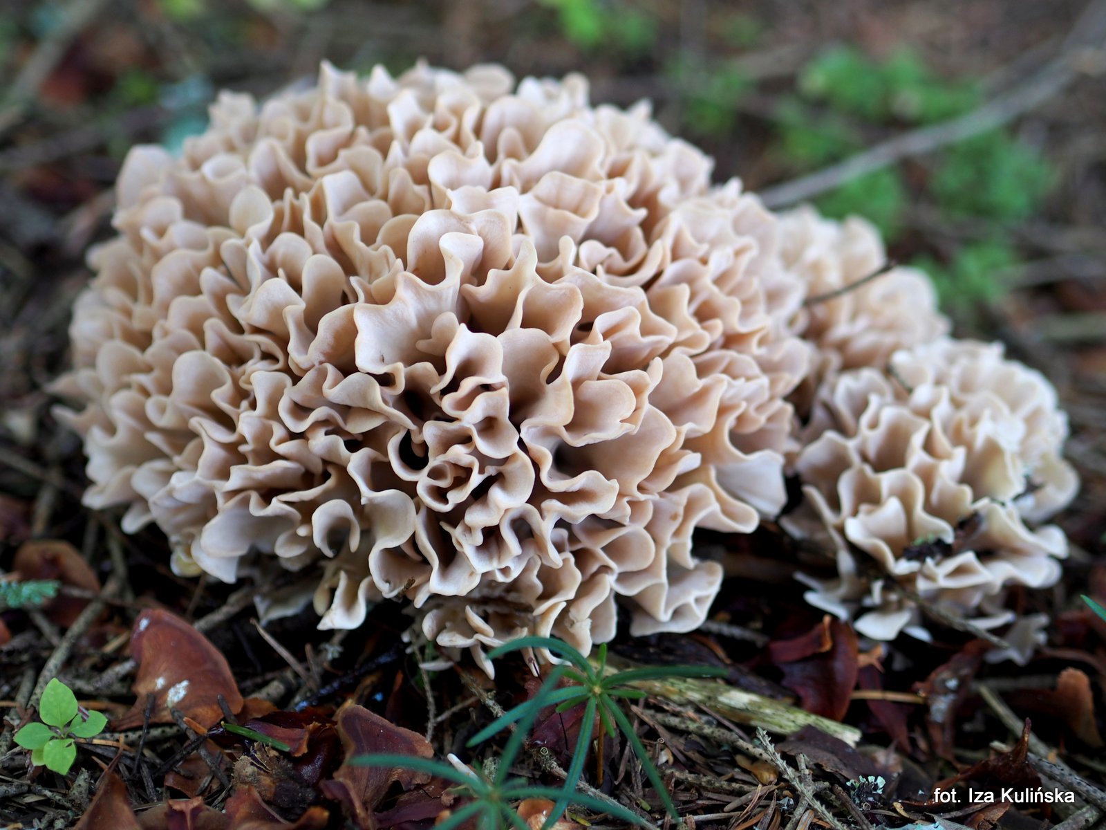 Siedzuń jodłowy. Szmaciak jodłowy | Smaczna Pyza