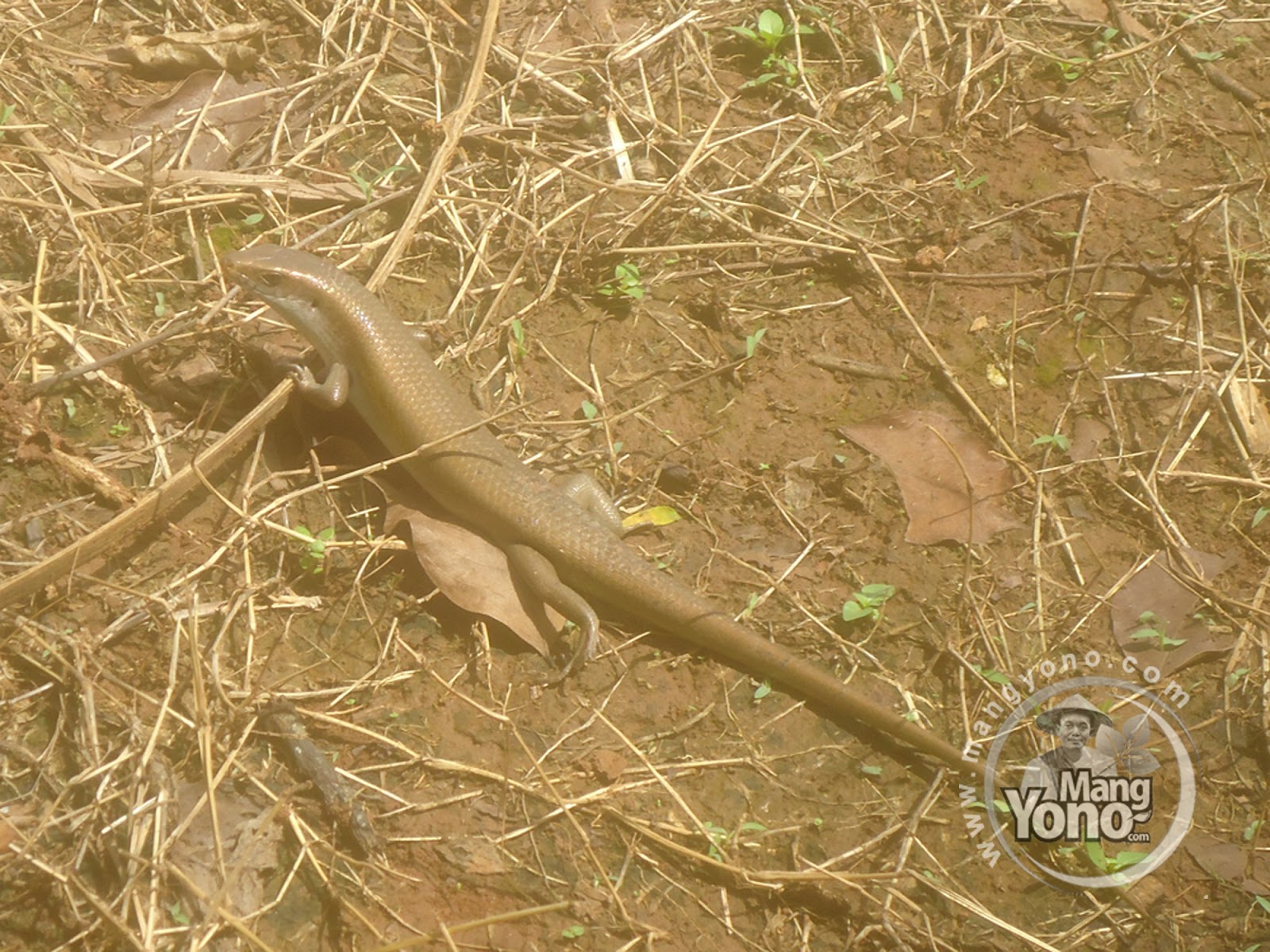 Kadal kebun (Mabuya multifasciata)