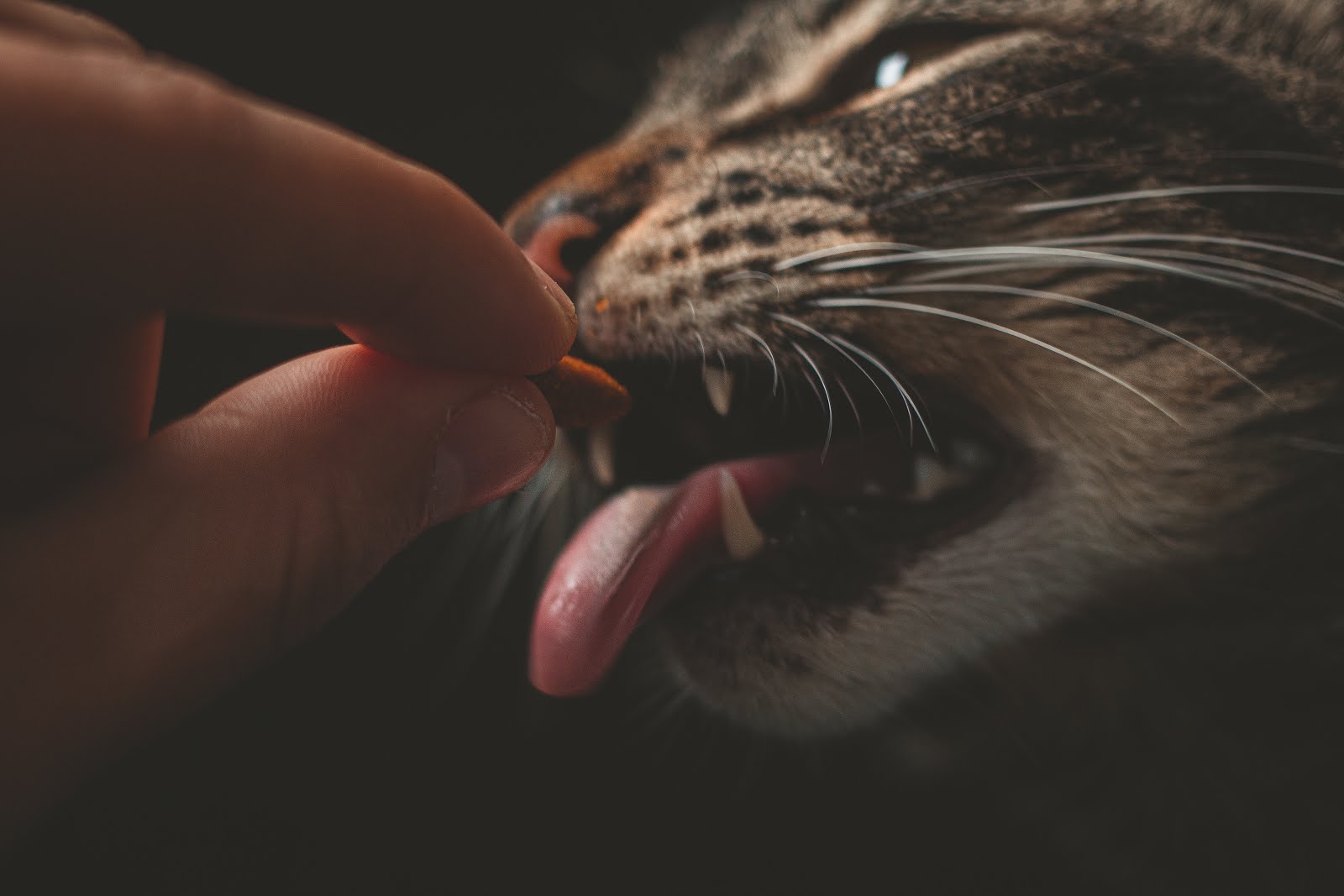 Cat Mouth Ulcers