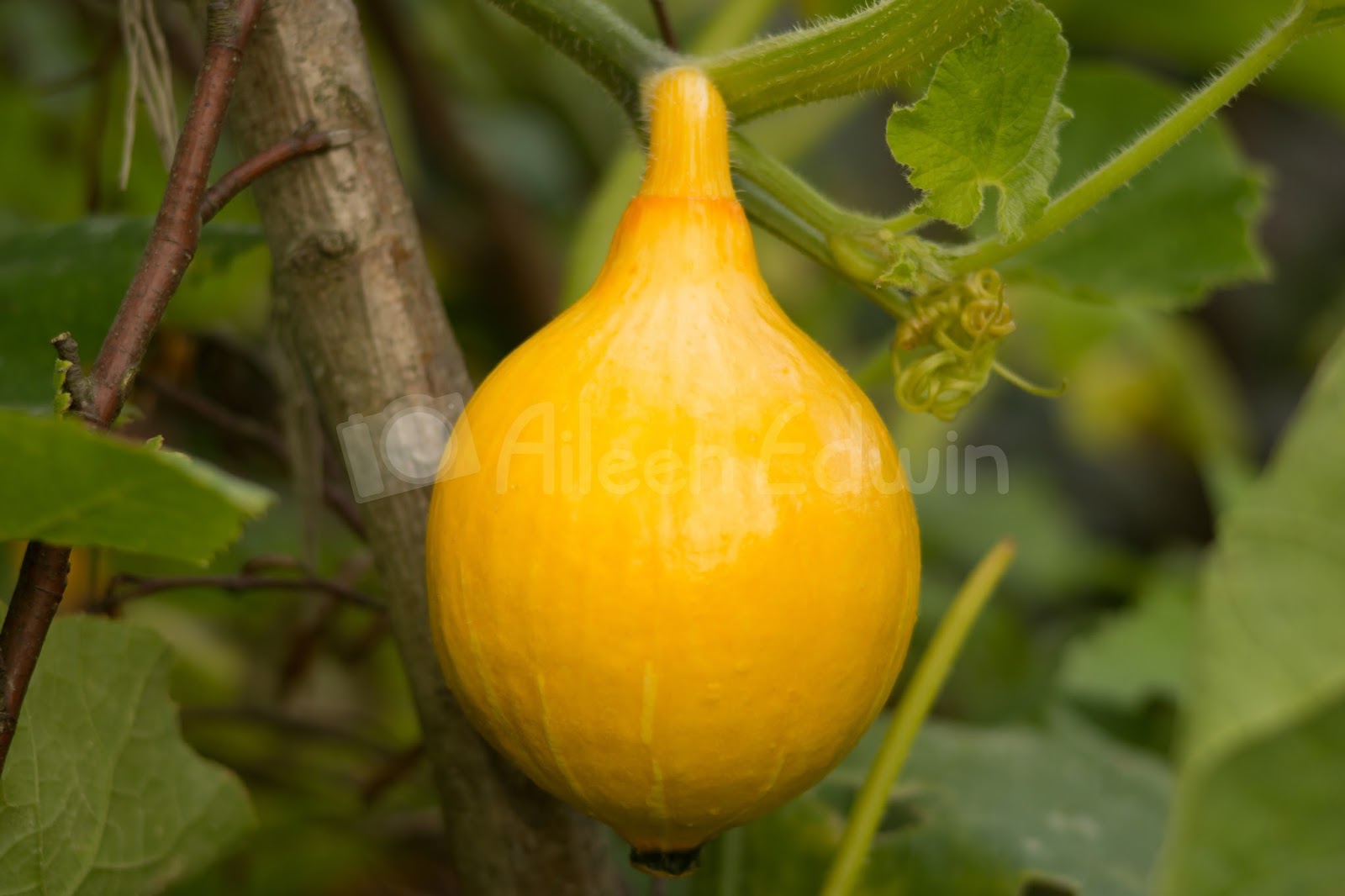 Aileen Edwin: Yellow Squash