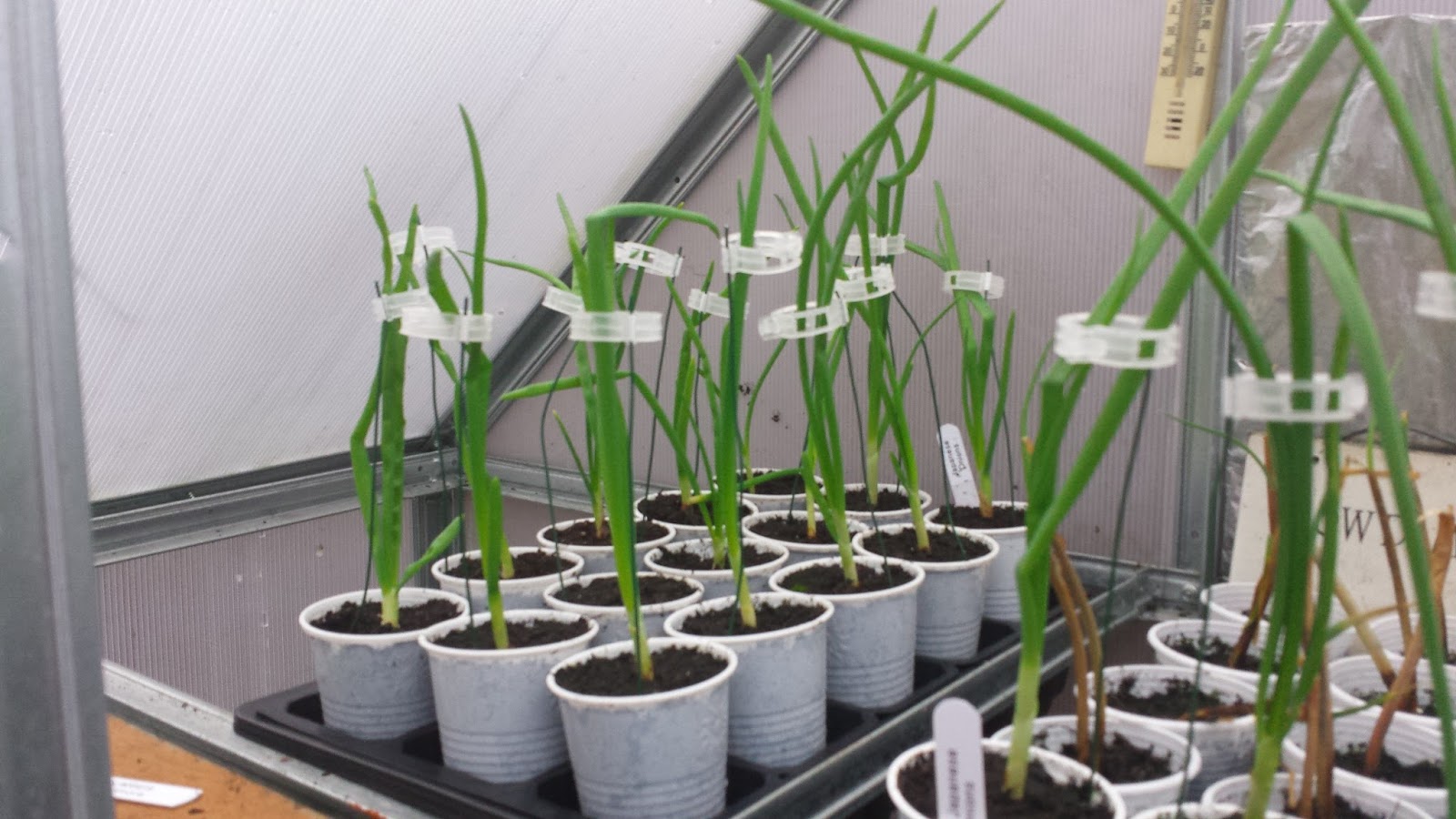 Alans Allotment: Onion Support, Manure & Leafs