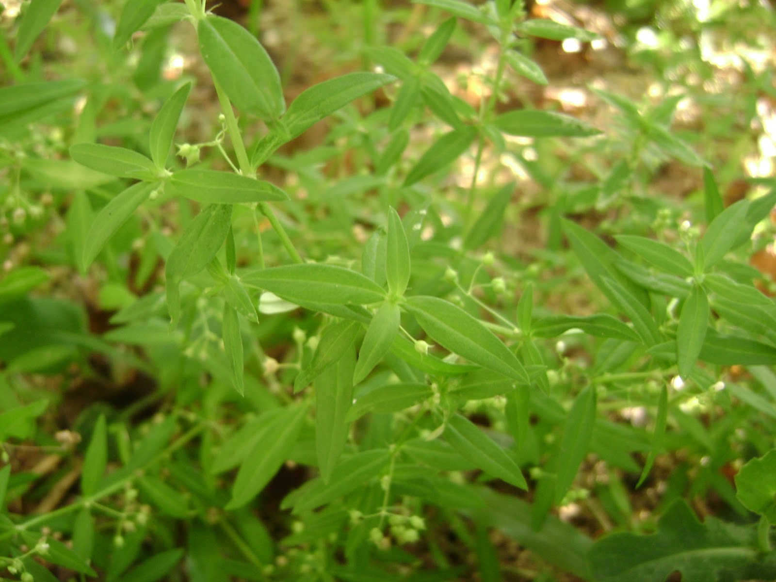 TENGOKU NO SHIZEN : Zassou - Weeds