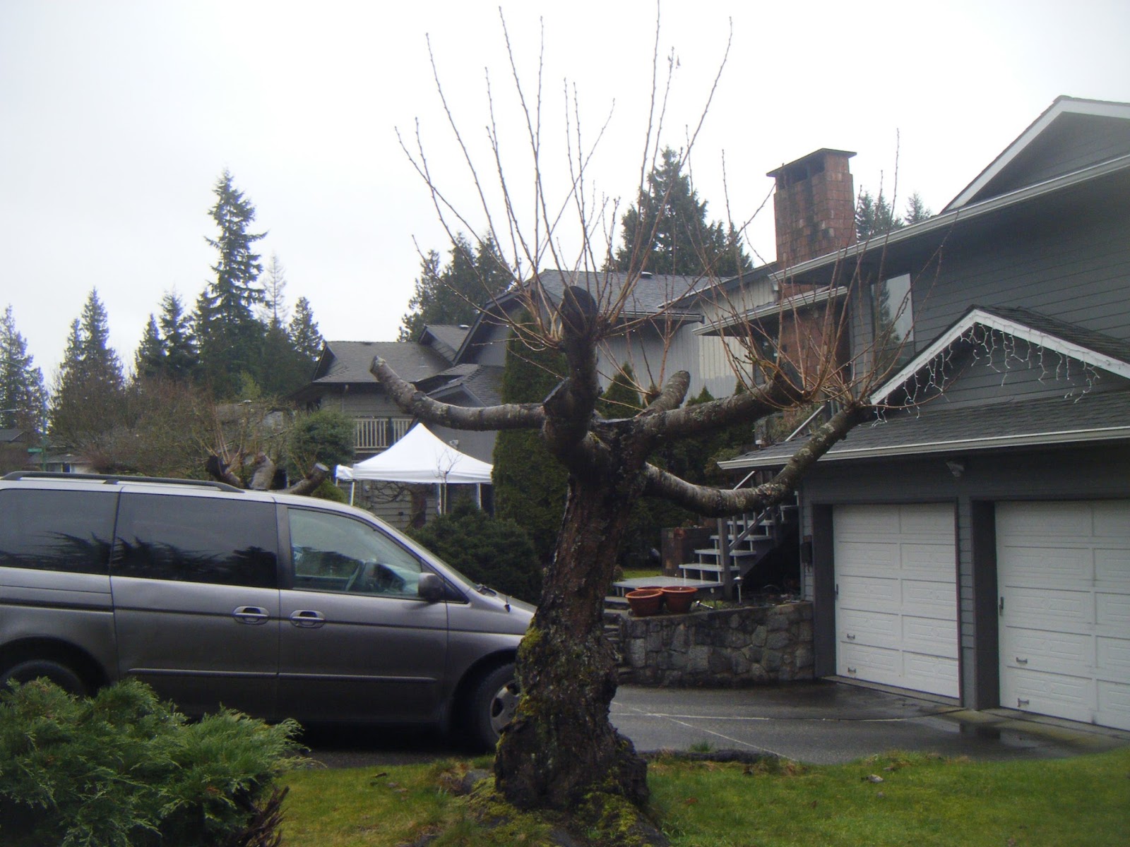 Tree Reality: Wrongfully Ruined Tree of the Day