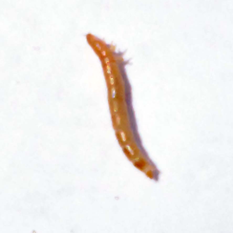 Fitzpatrick Farm: Raising Mealworms