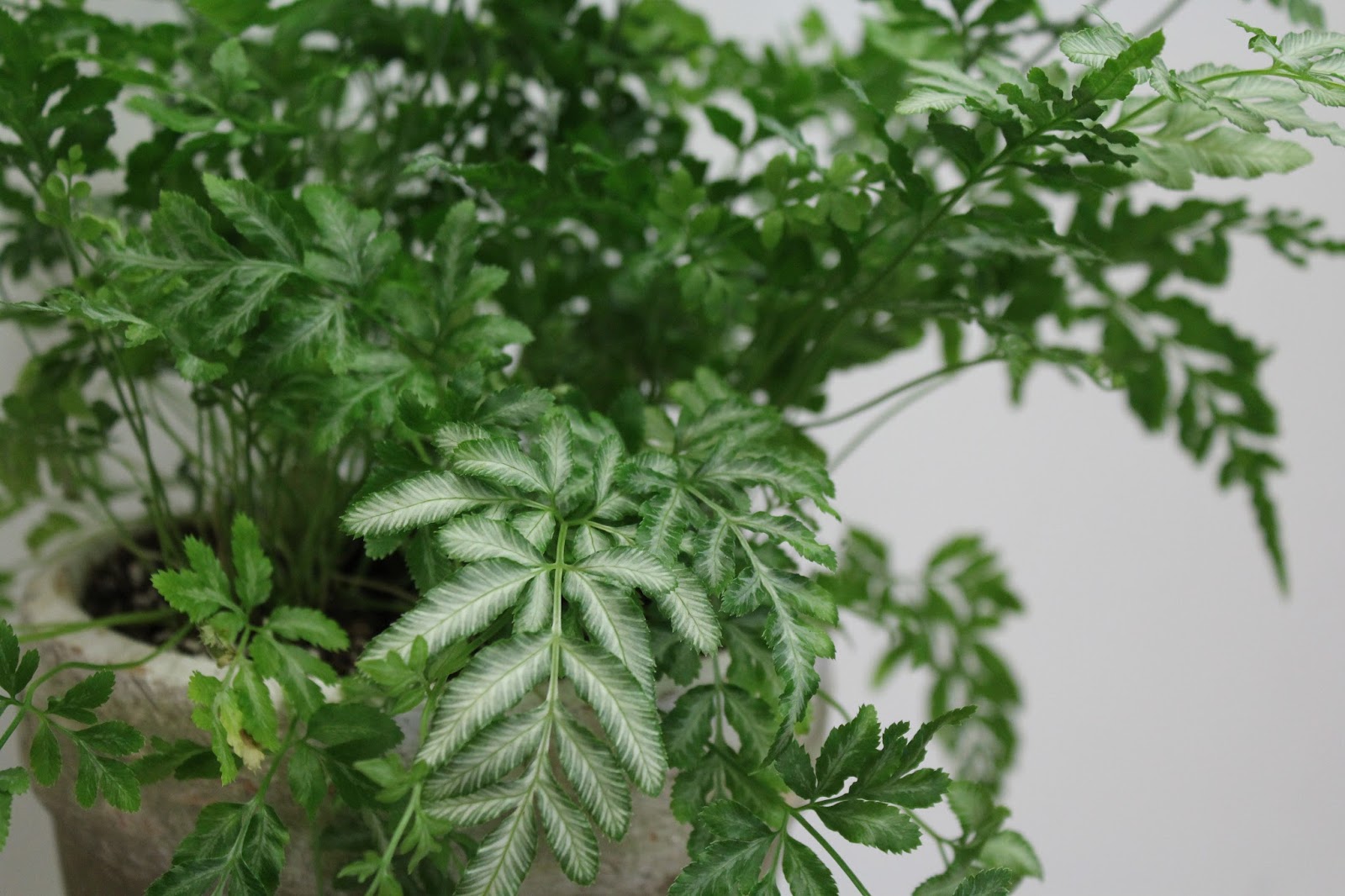 Plants: Delicate ferns