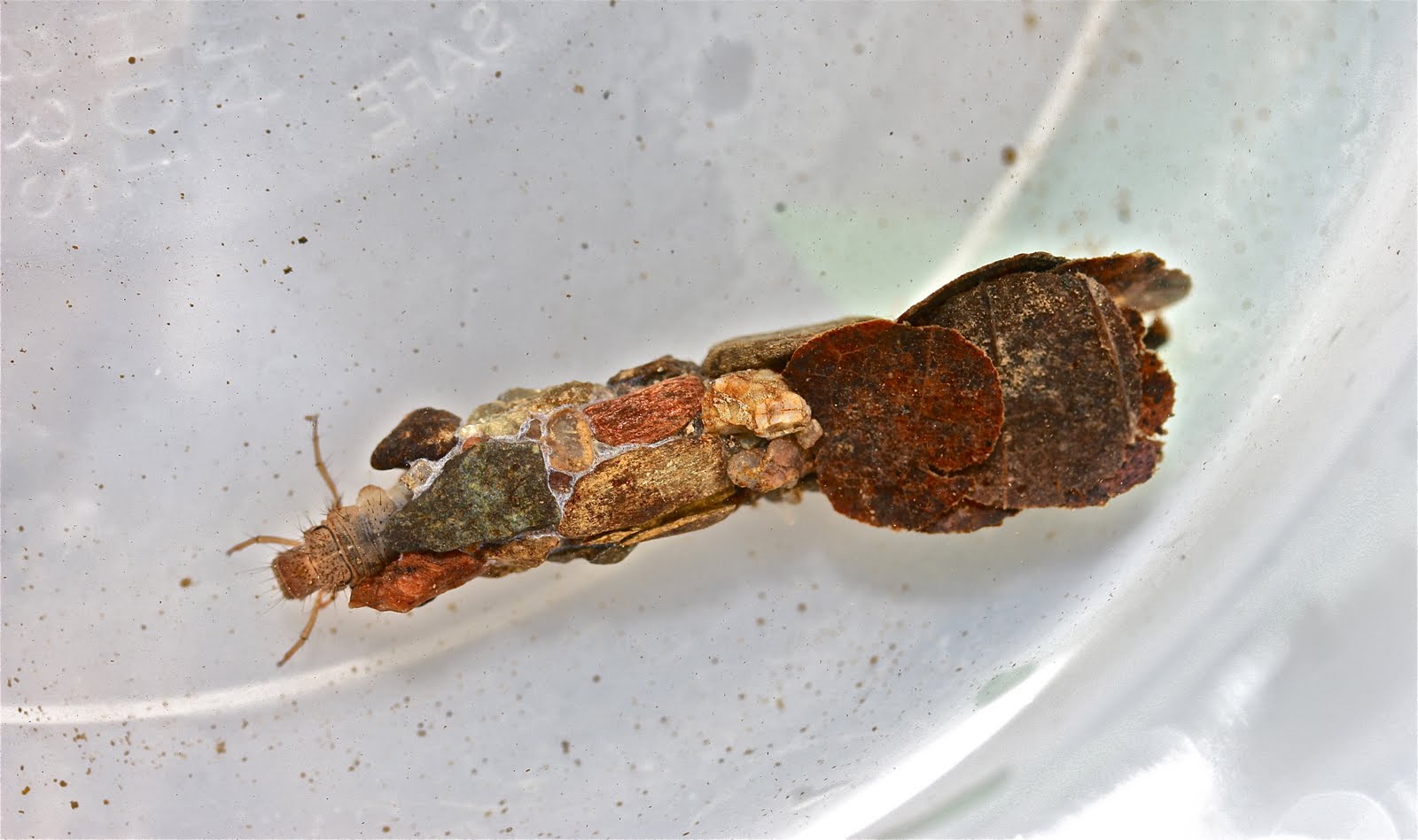 Aquatic Insects of Central Virginia: Exploring New Waters: Finding More ...