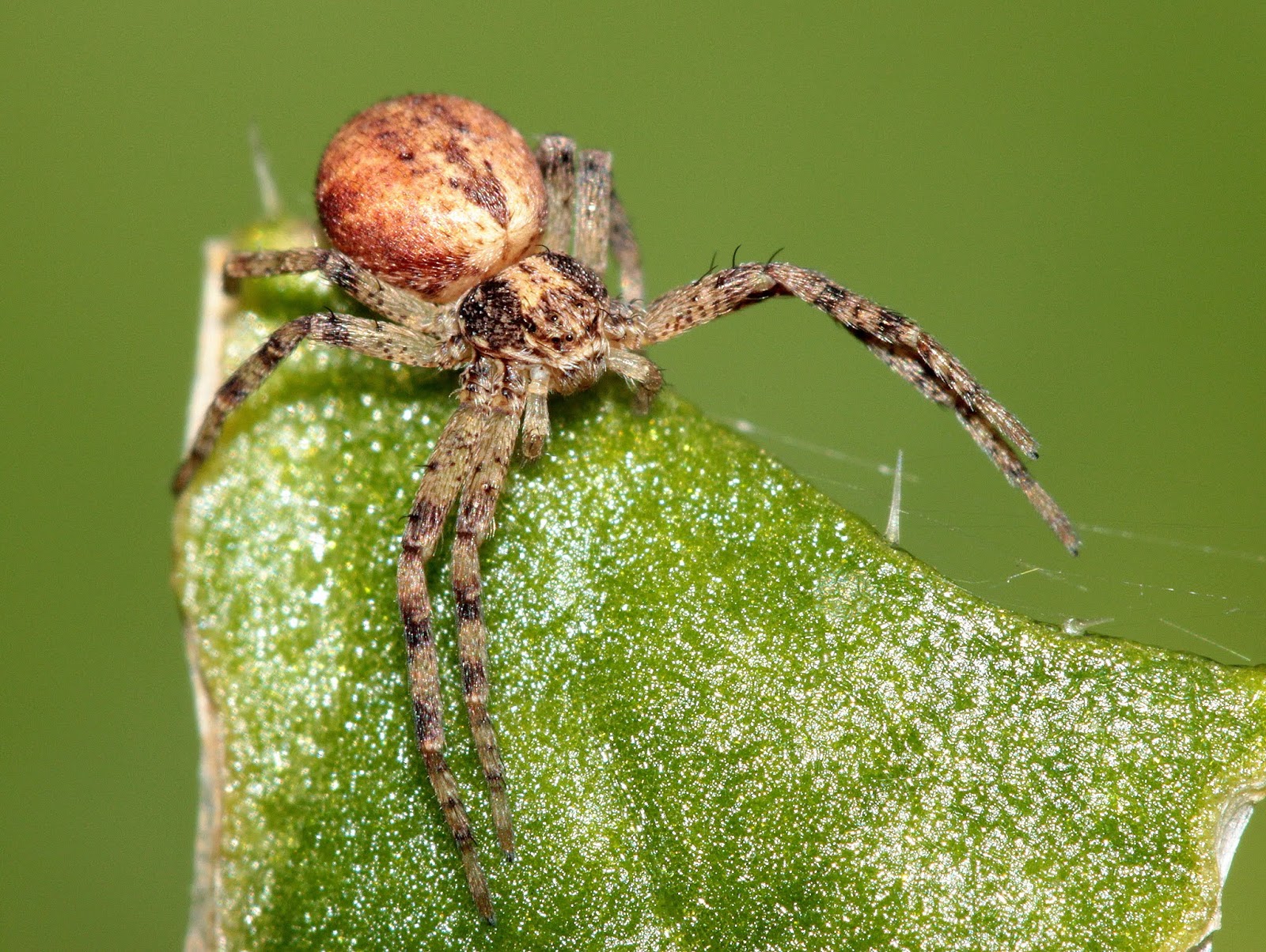 Chateau Moorhen..... goes south!: October 2012