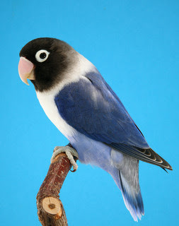 Parrot's Paradise.: Agapornis Personata (Personatus) | Masked Lovebird