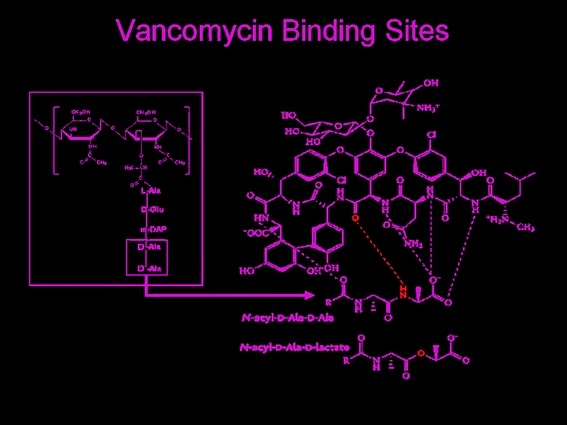 Fun With Microbiology (What's Buggin' You?): Vancomycin Dependant ...