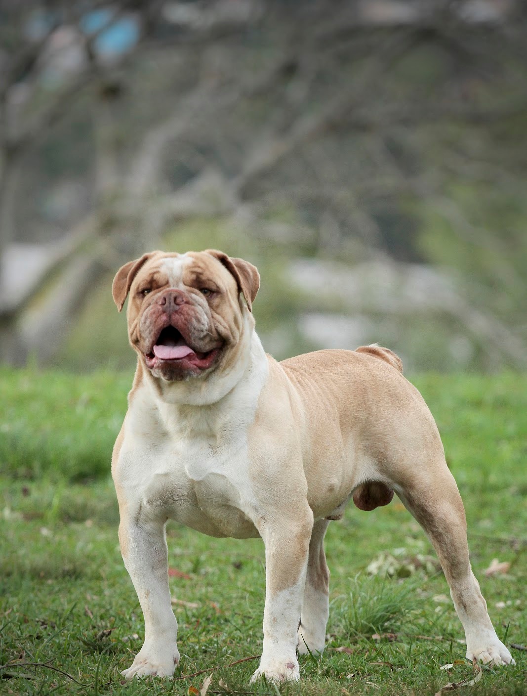 Cabeça de oVo! : Raças de Cachorros Brasileiros