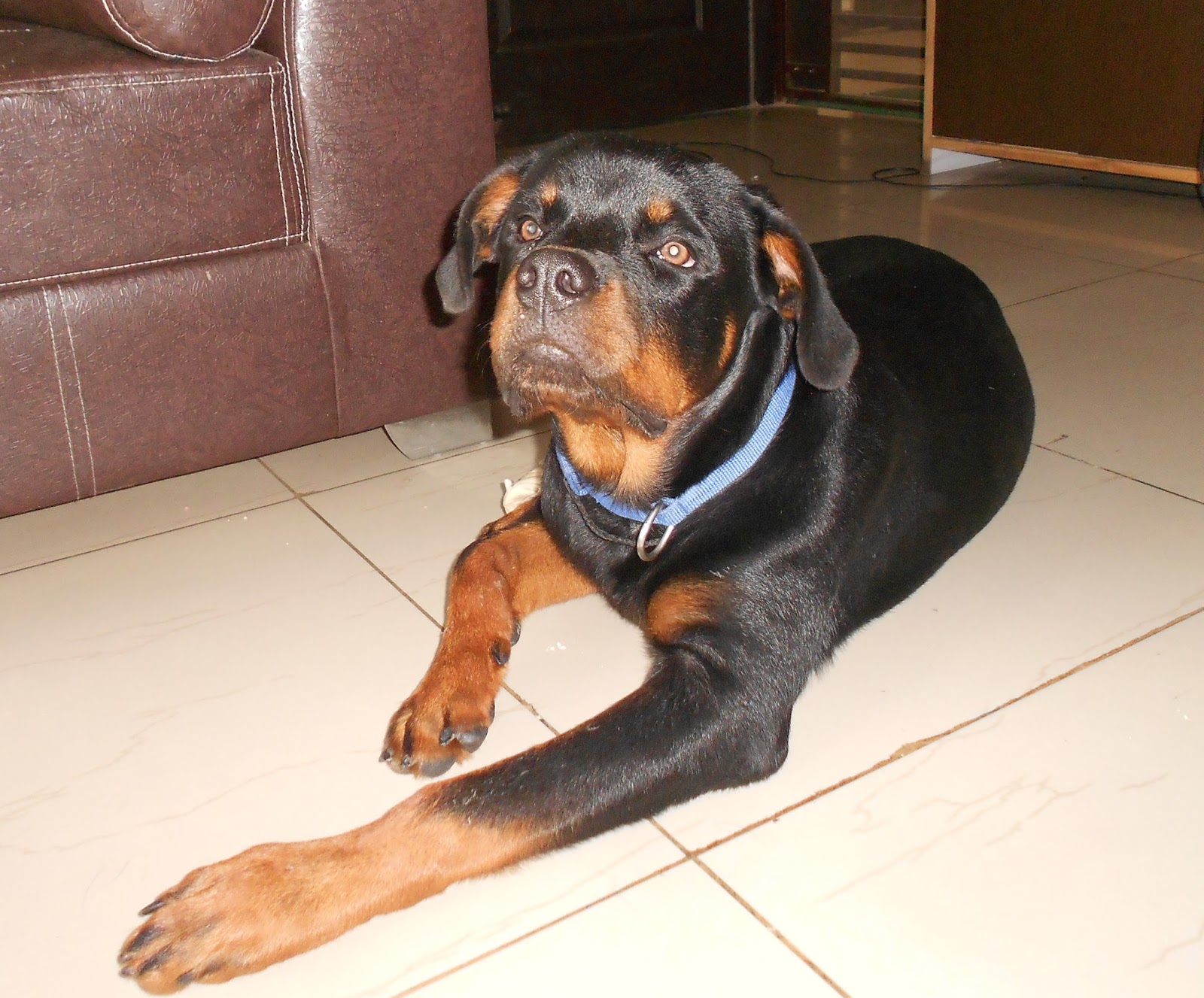 Leo - The Rottweiler: 6 Months Old Rottweiler Puppy Pics