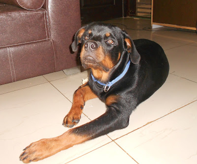 Leo - The Rottweiler: 6 Months Old Rottweiler Puppy Pics