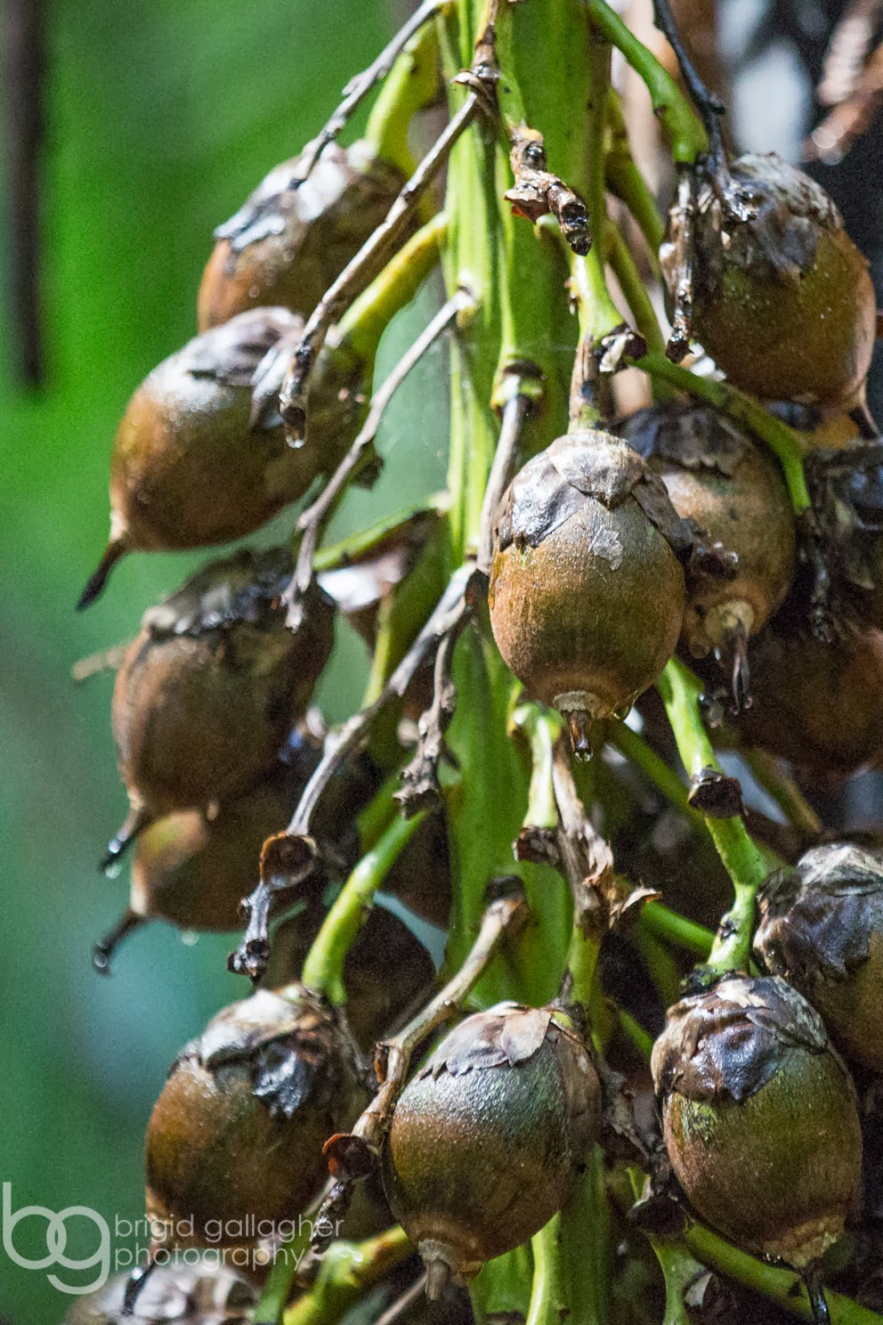 Perspectives, like horizons, change.: Belize, Part II (Placencia and ...