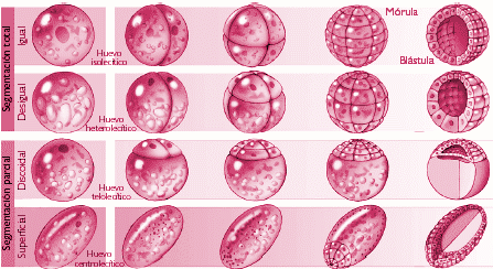 Diary of the biology: REPRODUCCIÓN SEXUAL