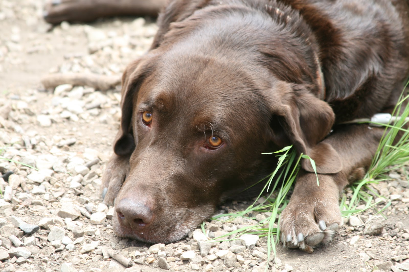 Like~a~Dresser: My Chester Dog