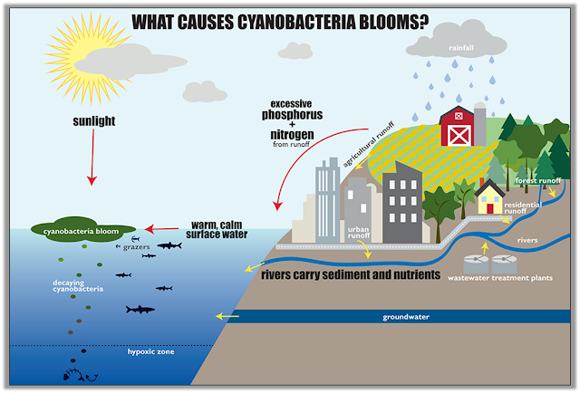Cyanobacteria Diagram