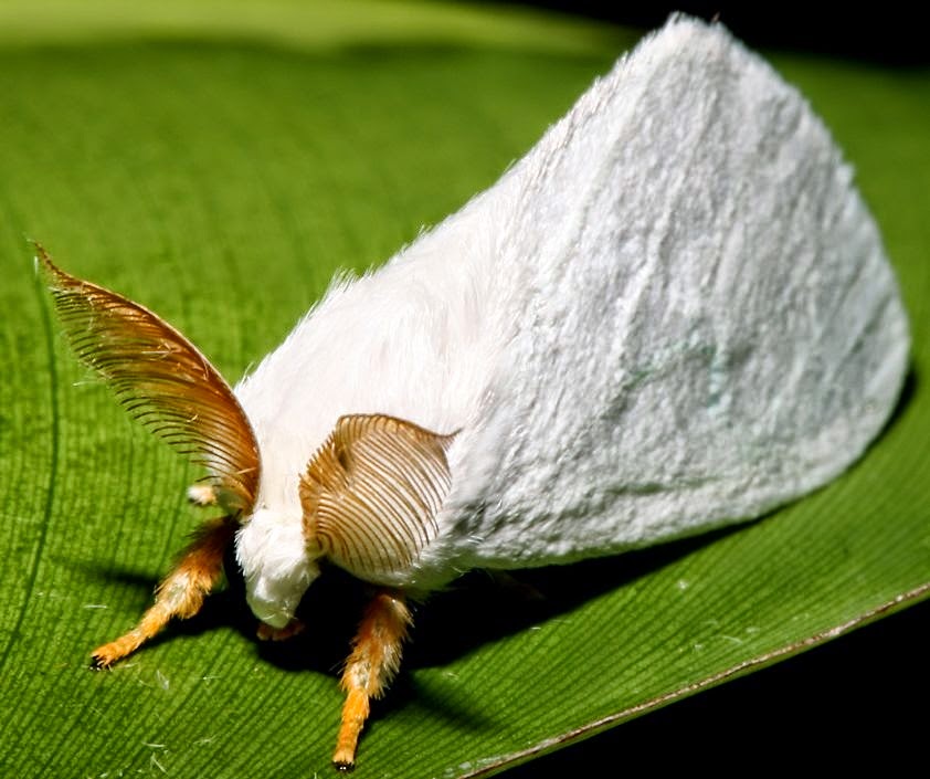 VENEZUELAN POODLE MOTH photos - wallpapers (ανανεωμένο) | the fun bank