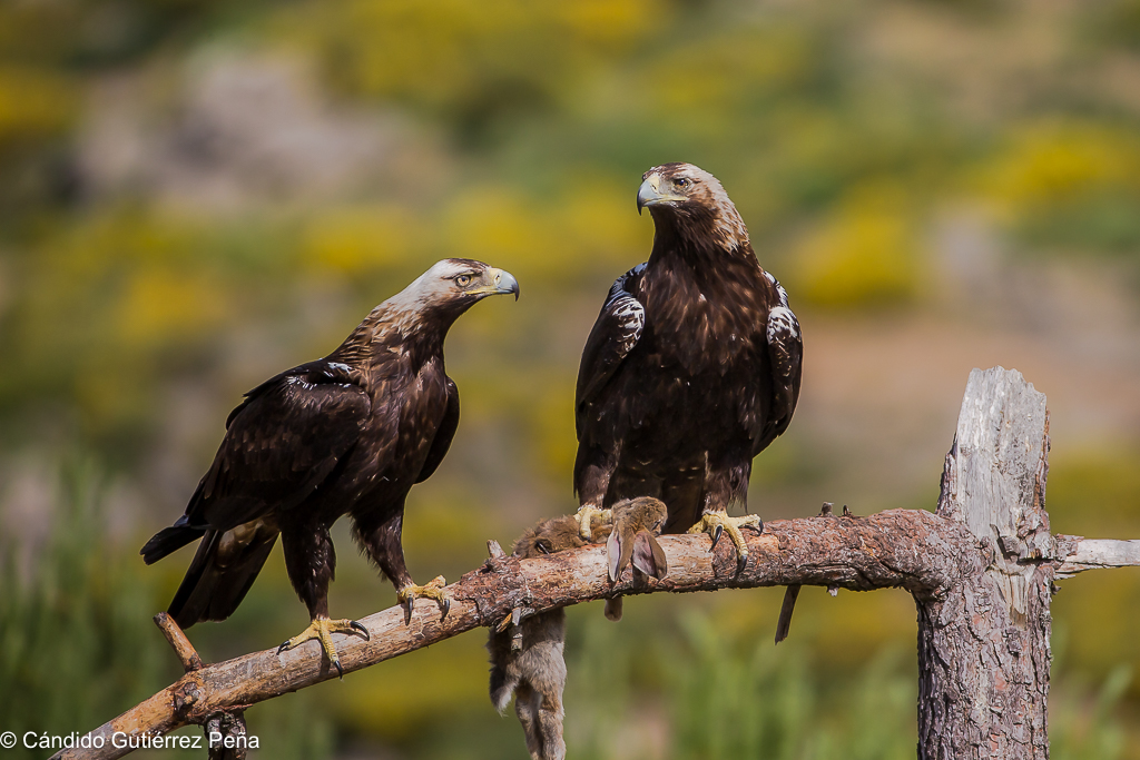 AGUILA IMPERIAL - Aquila Adalberti | Observatorio de la Naturaleza