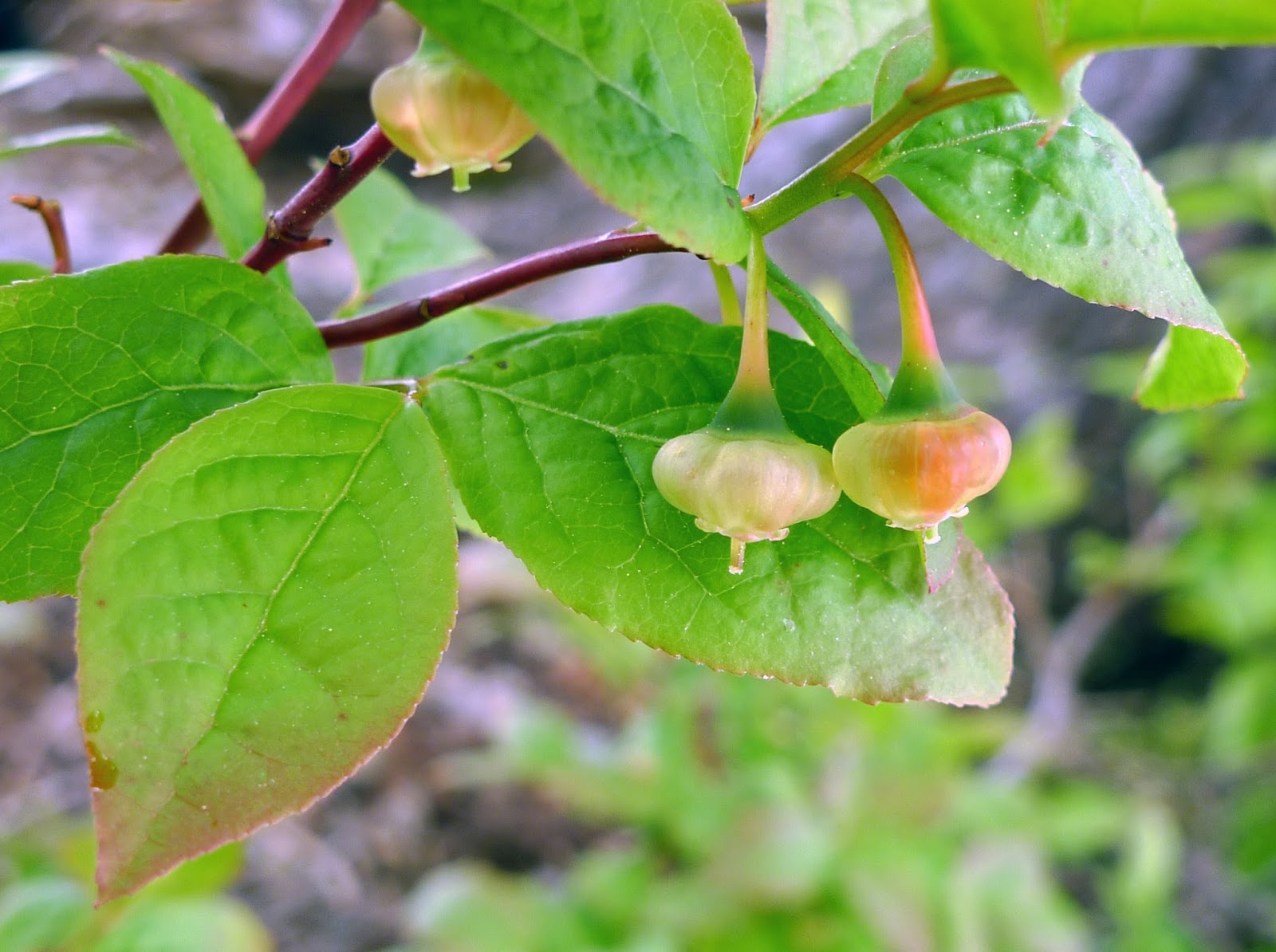 Wild Harvests: Mountain Berries: Huckleberries, Bilberries, and ...