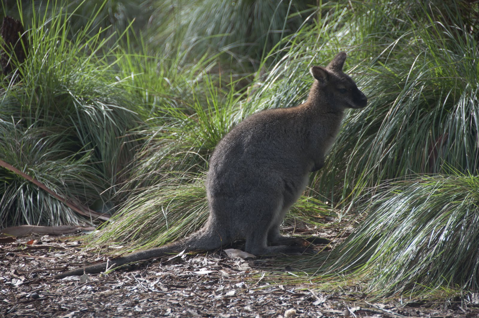 2 tarins australiens: Aperçu de la faune australienne