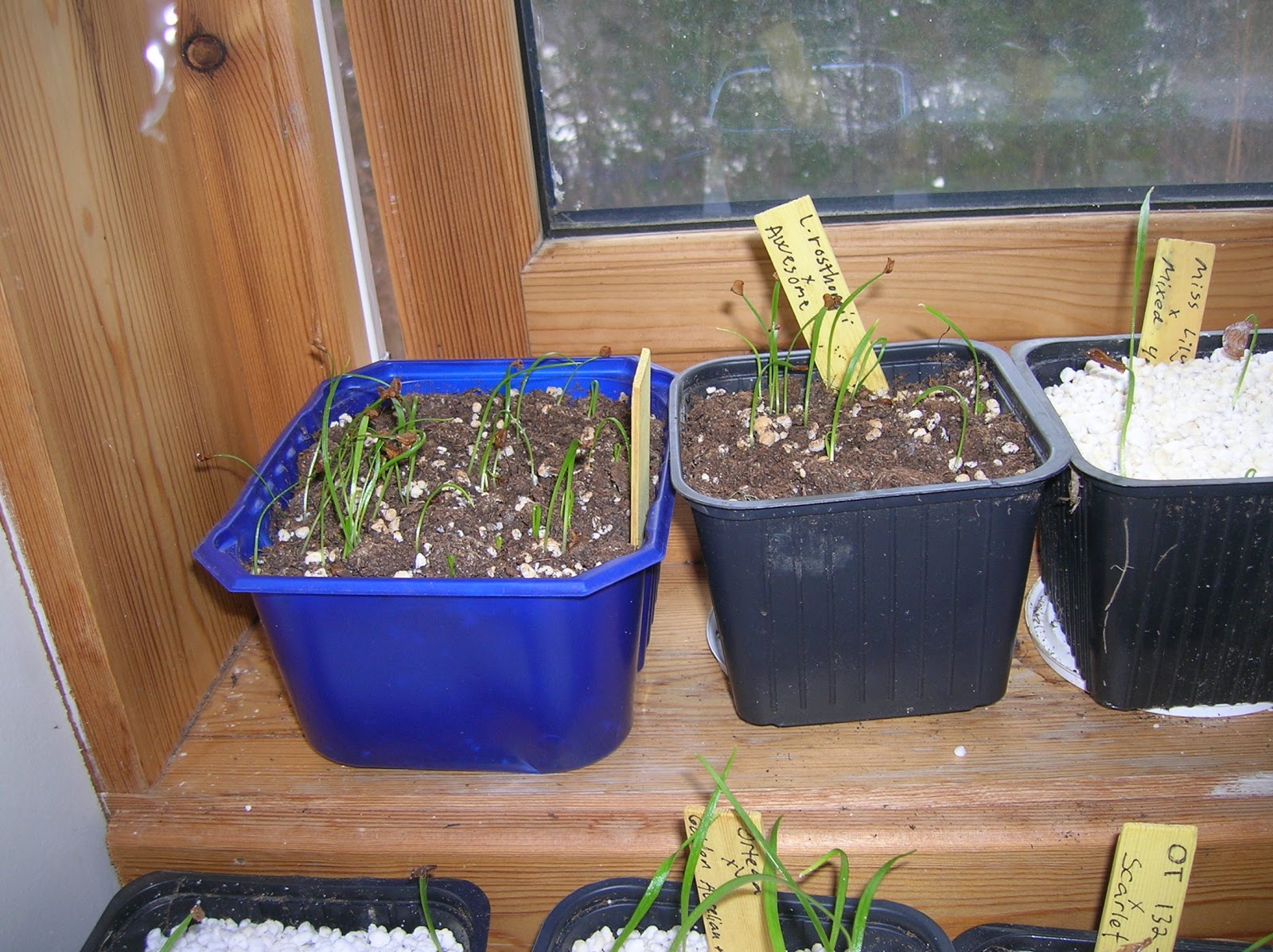 Hermansens lily growing: Lilium Rosthornii