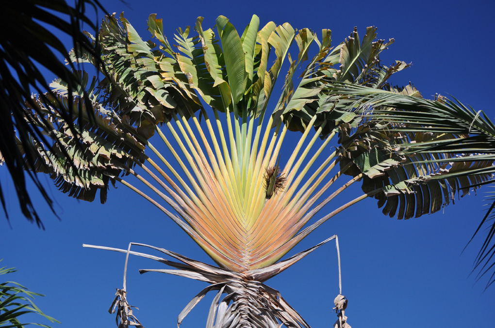 terryography: Mexican Flora