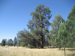 Ochre Archives: Big Trees on Ochre Arch