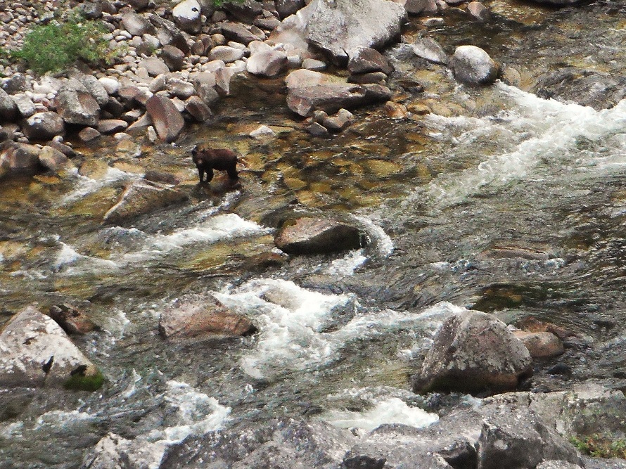 STAY VERTICAL: Split Creek, Secesh River Loop