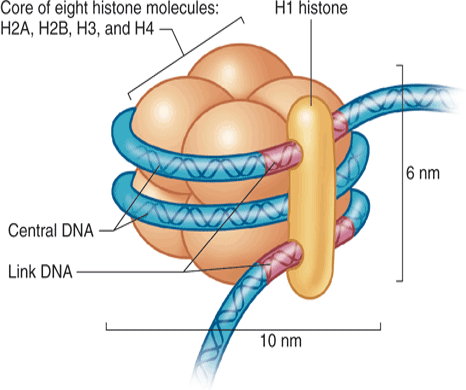 Histone Octamer Structure