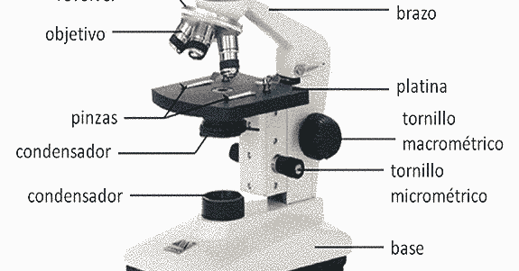 Biología : El Microscopio