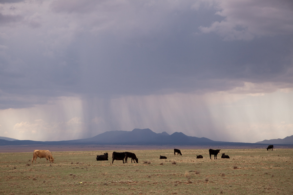 Escape From New York: Monsoon Season New Mexico Style