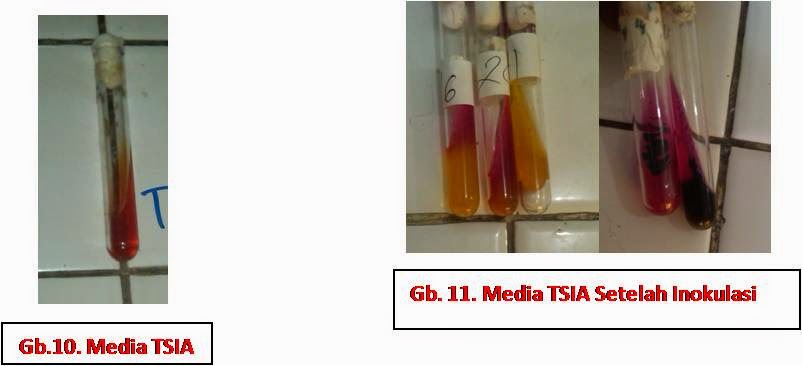 Artanta-Bagus: Uji Media Biokimia