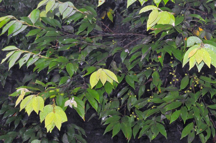 福星花園: 香葉樹