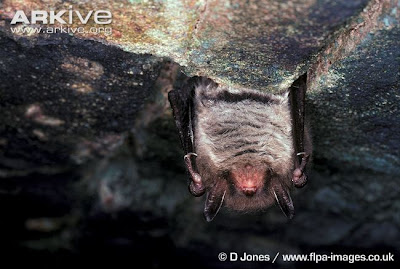 The Sheep Whisperer: Bats & Ewe!