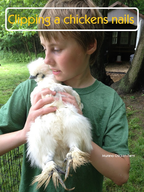 How to clip a chicken's nails - Murano Chicken Farm