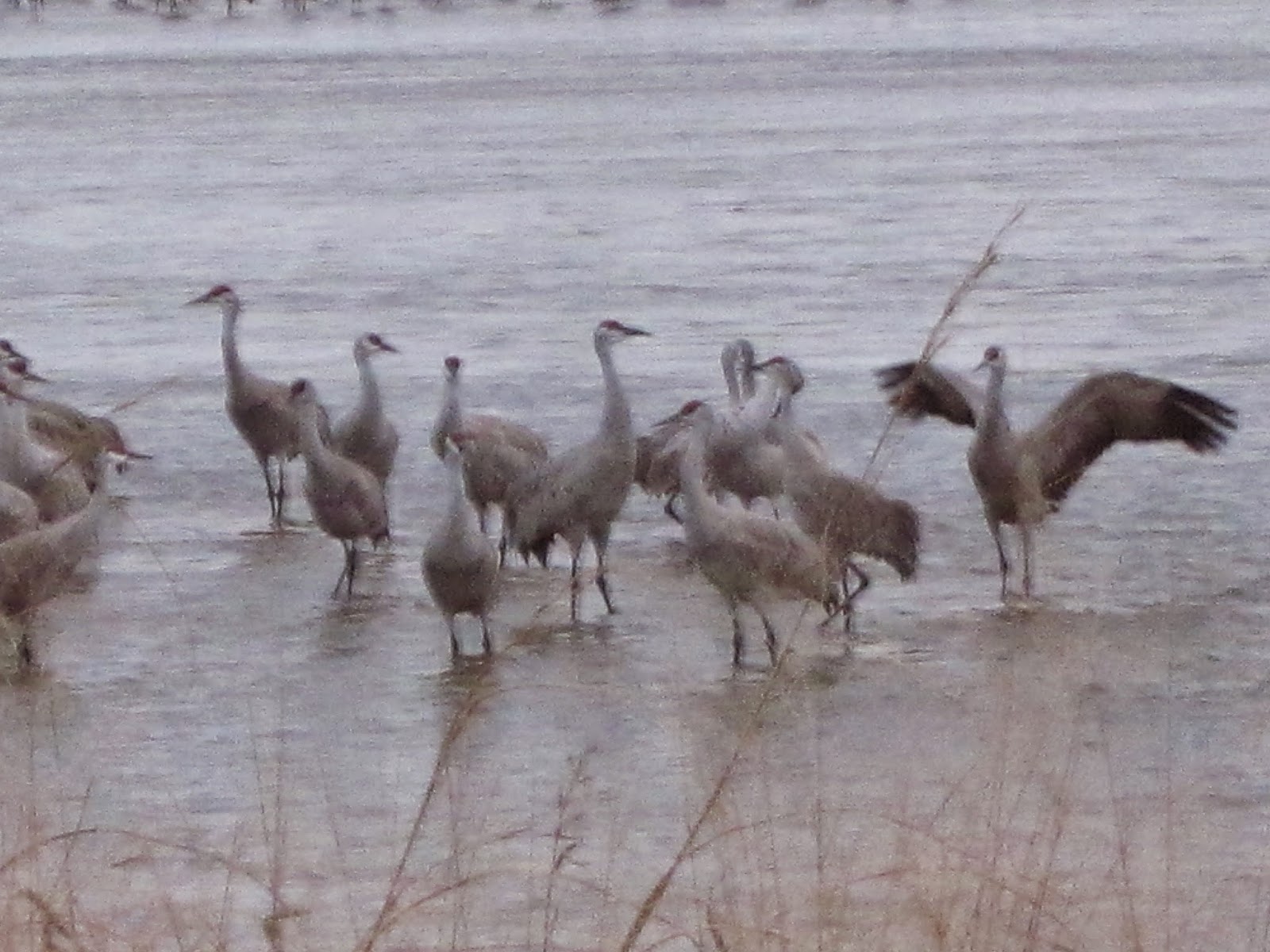 World Bird Sanctuary: Sandhill Crane Migration-Nebraska