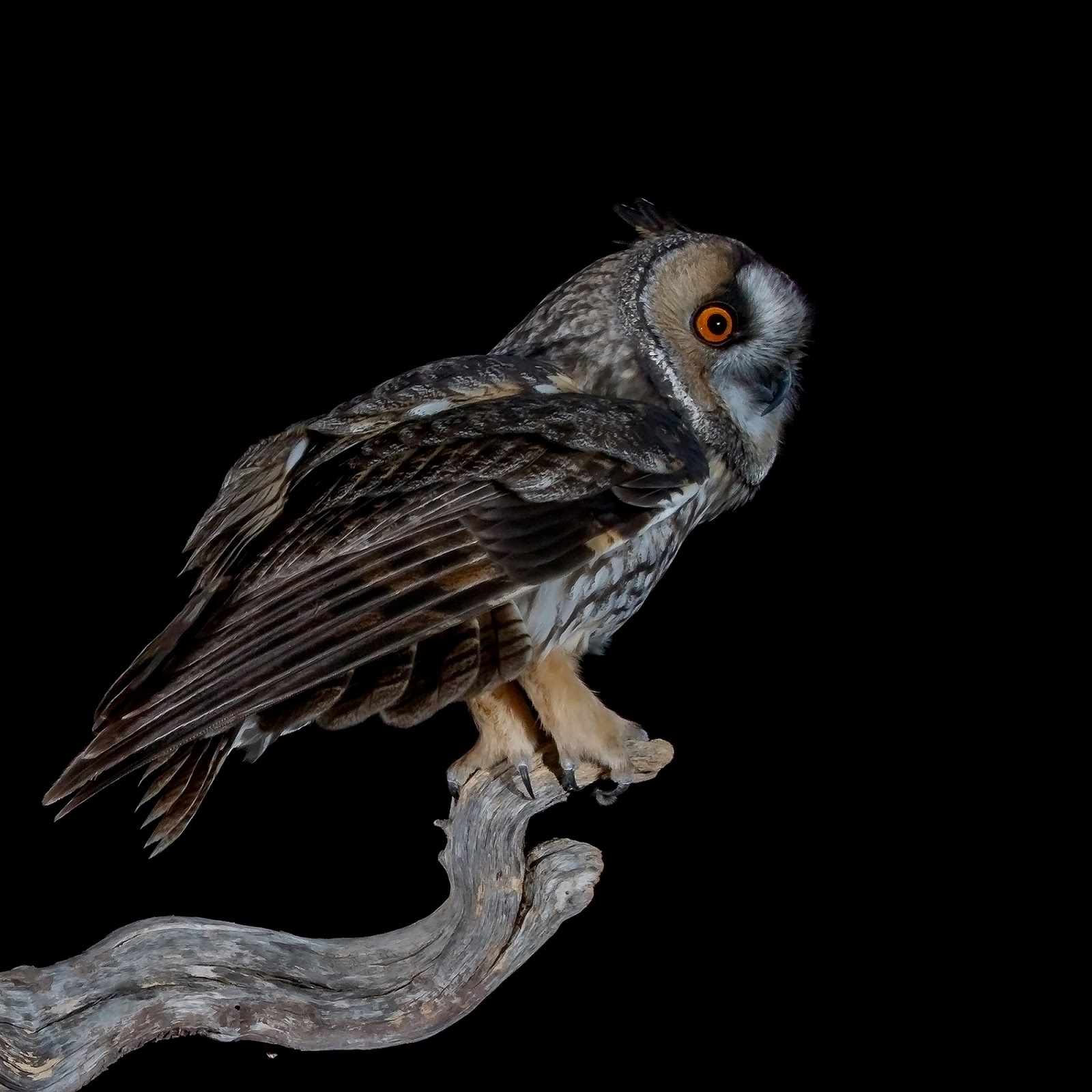 Búho chico (Asio otus)