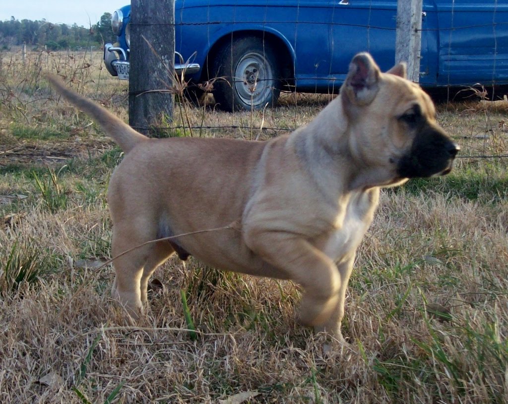 Cimarrones De Fierro