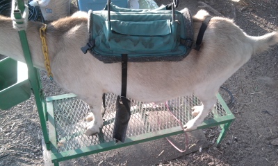 Sierra Pack Goats Blog: How to Saddle a Goat