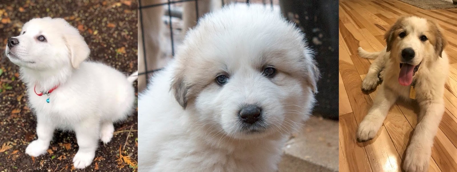 Great Pyrenees Rescue Society News and Events: Tips for New Adopters