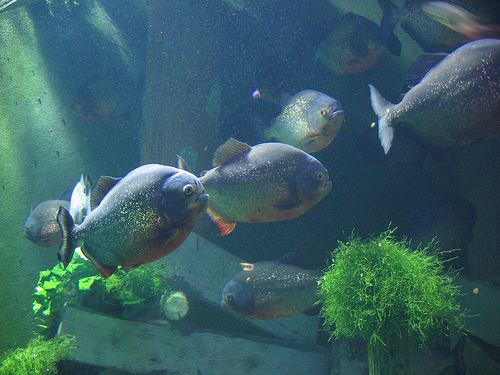 Piranhas ~ Aquatic Animals
