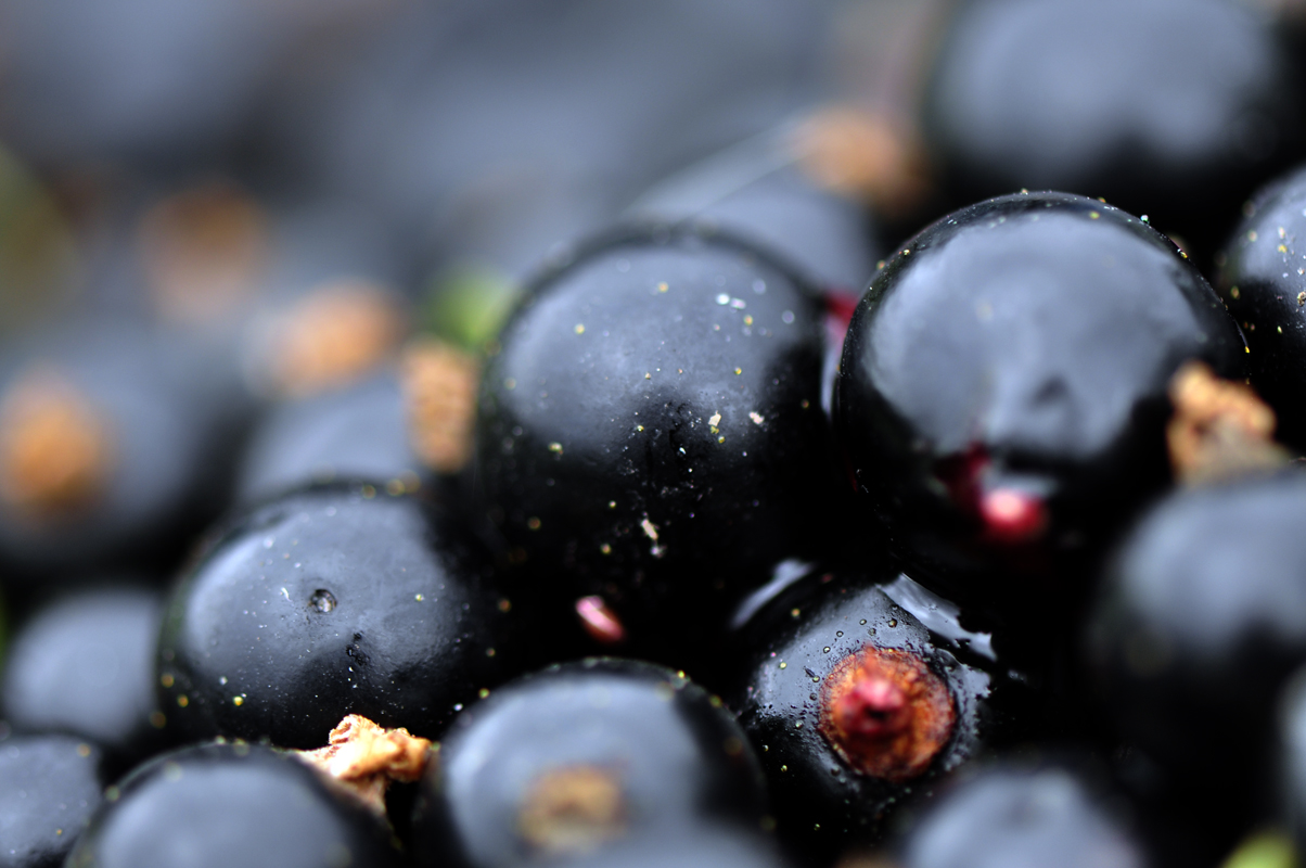 Fruit Warehouse: Blackcurrant ( Ribes nigrum )