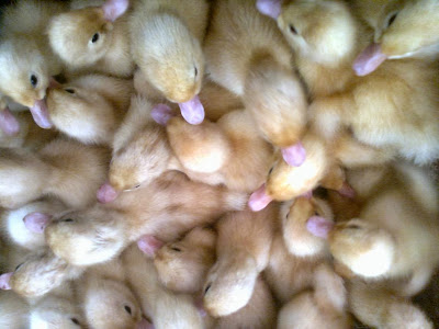 BERITIK BLOG: GAMBAR ANAK ITIK 4